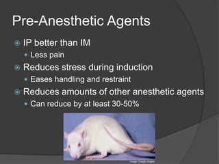 Rat Anesthesia | PPTX