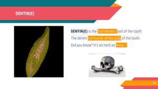 Block one: lesson one - Tooth Anatomy with Virteasy Dental | PPT