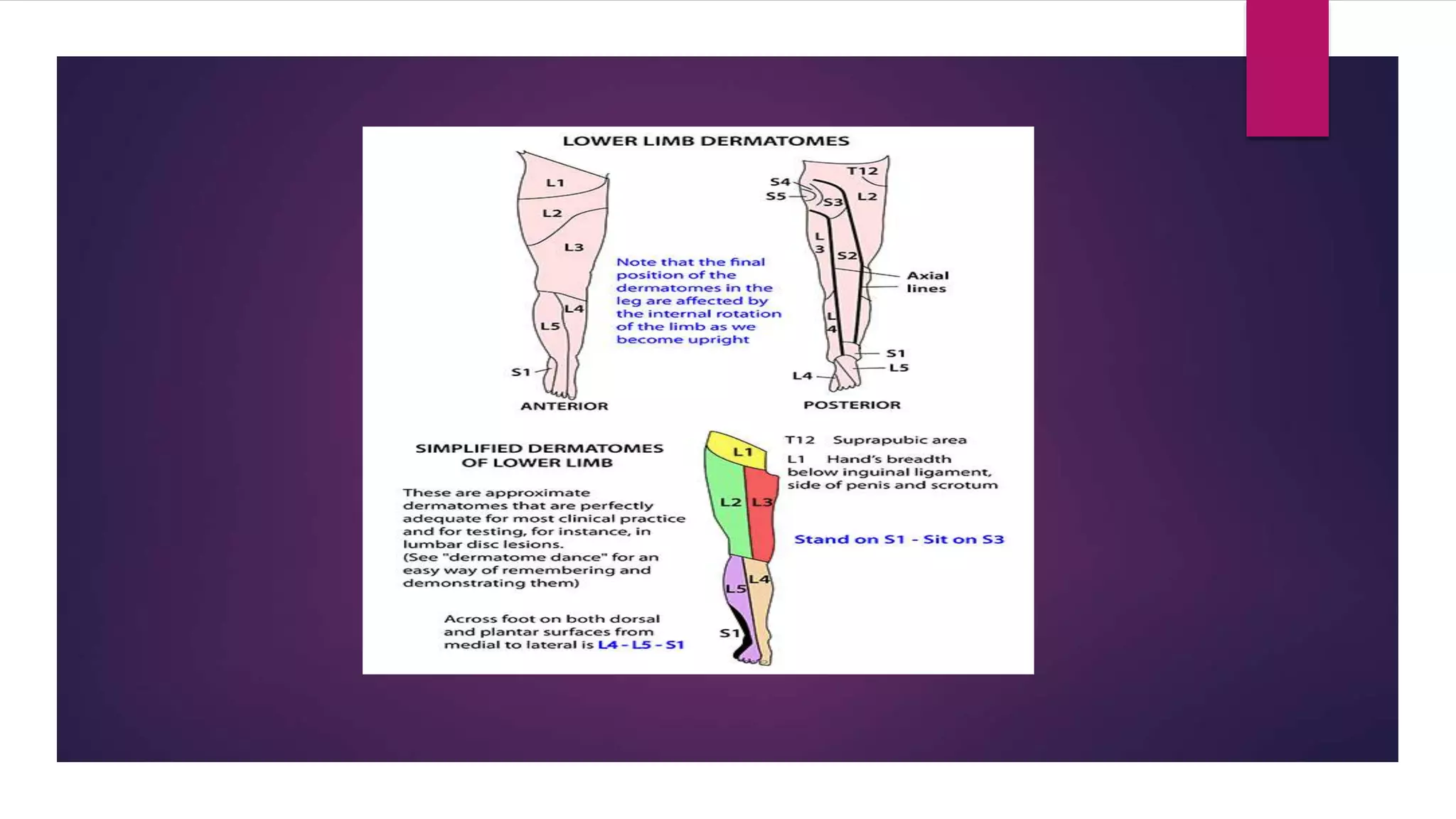 Blocks Lower limb.pptx