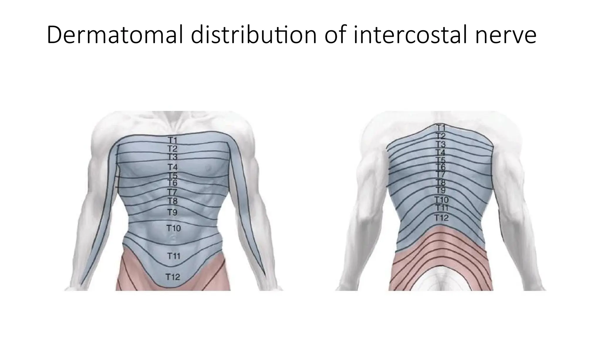 BLOCKS OF CHEST WALL IN ANESTHESIA 1.pptx