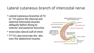 BLOCKS OF CHEST WALL IN ANESTHESIA 1.pptx
