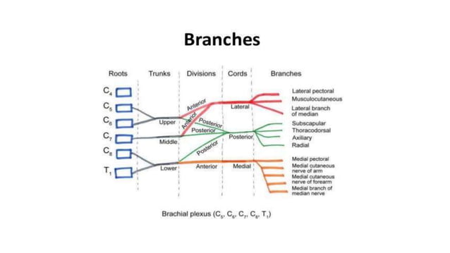 Blocks upper limb anesthesia | PPTX