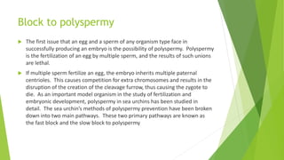 block to polyspermy.pptx