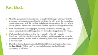 block to polyspermy.pptx