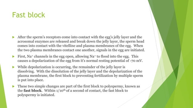 block to polyspermy.pptx | Infertility | Reproductive Health