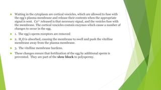 block to polyspermy.pptx