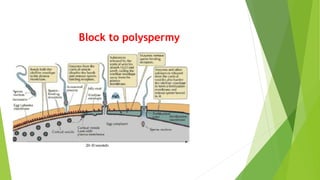block to polyspermy.pptx