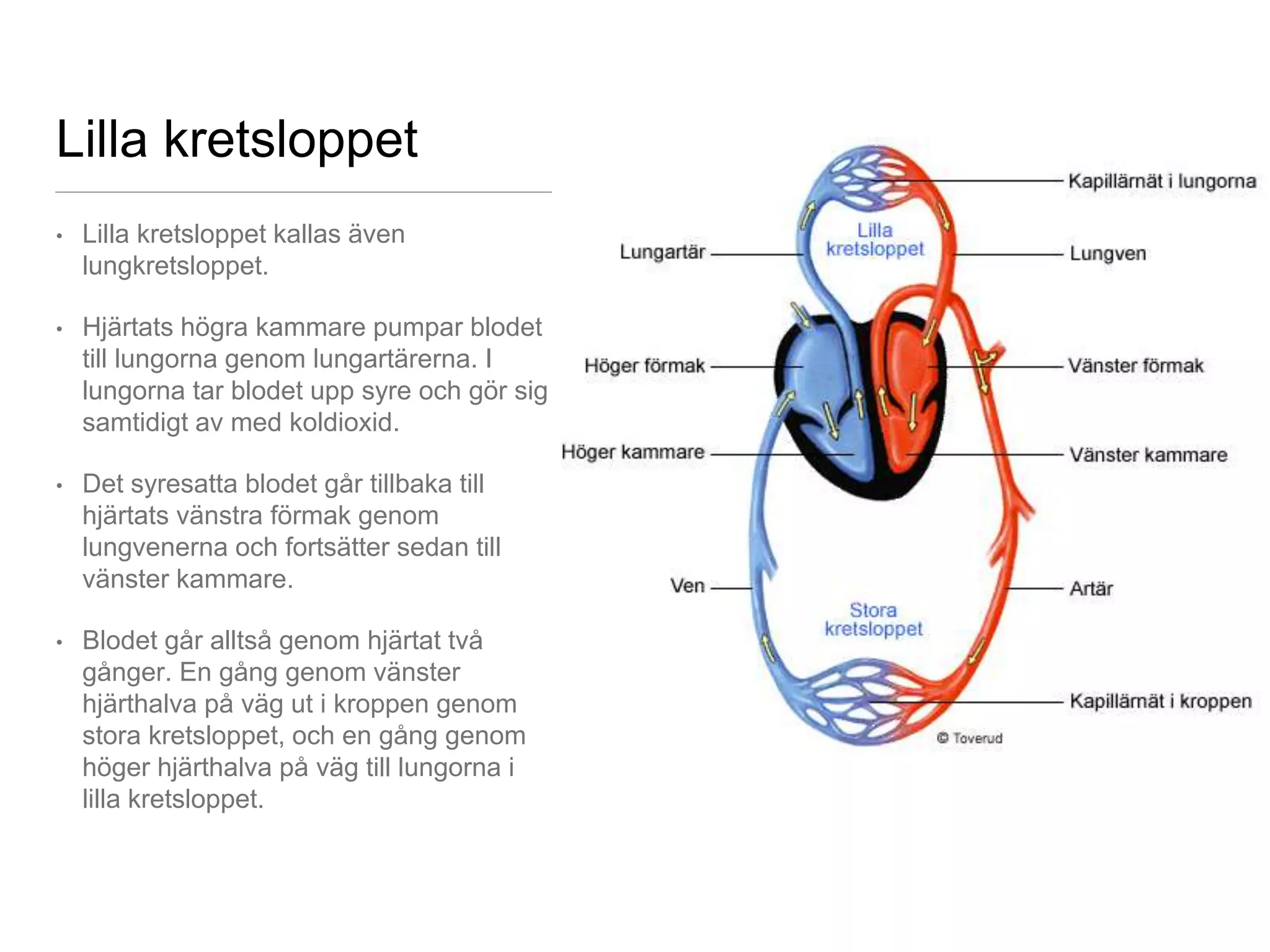 Blodomloppet och gasutbyte | PPTX