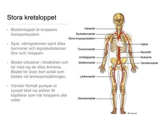 Blodomloppet och gasutbyte | PPTX