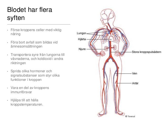 Blodomloppet och gasutbyte
