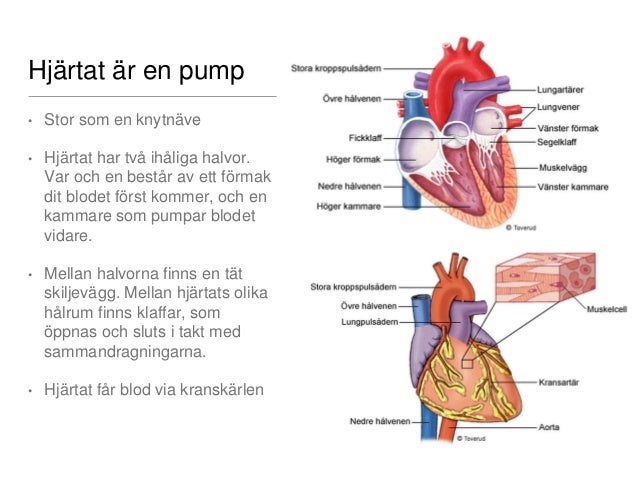 Blodomloppet och gasutbyte