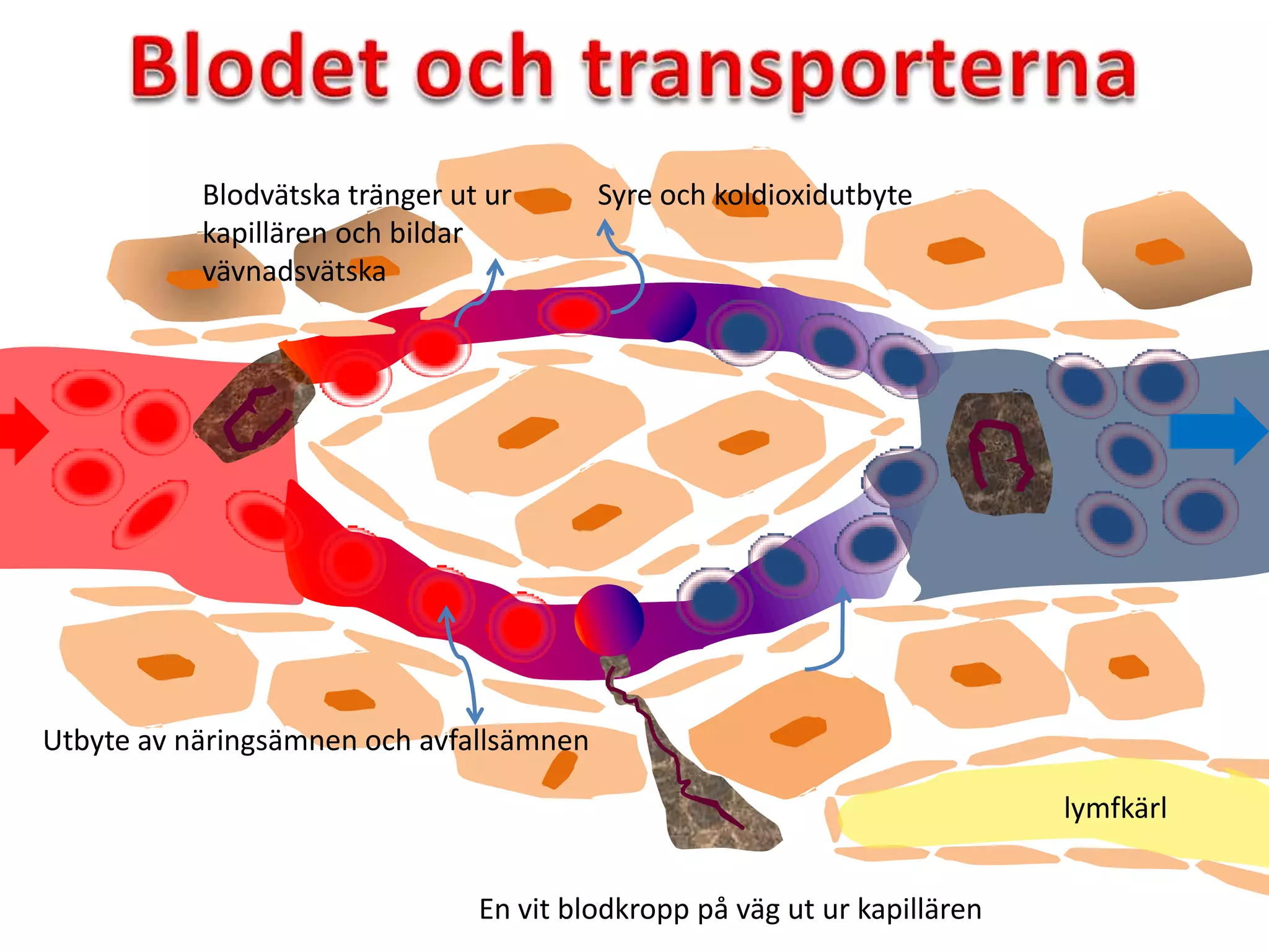 Blodomloppet detaljerad pp | PPTX