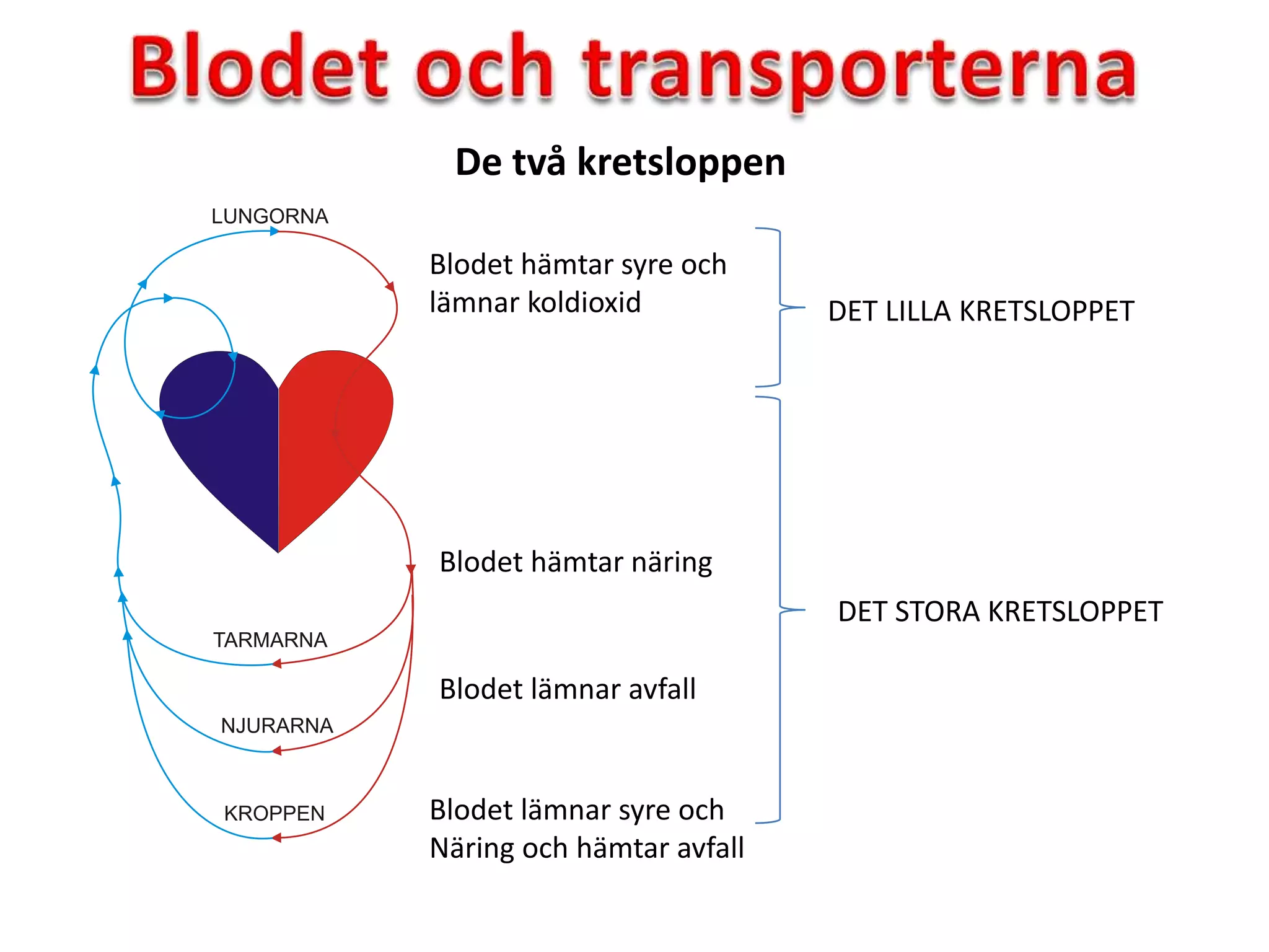 Blodomloppet detaljerad pp | PPTX