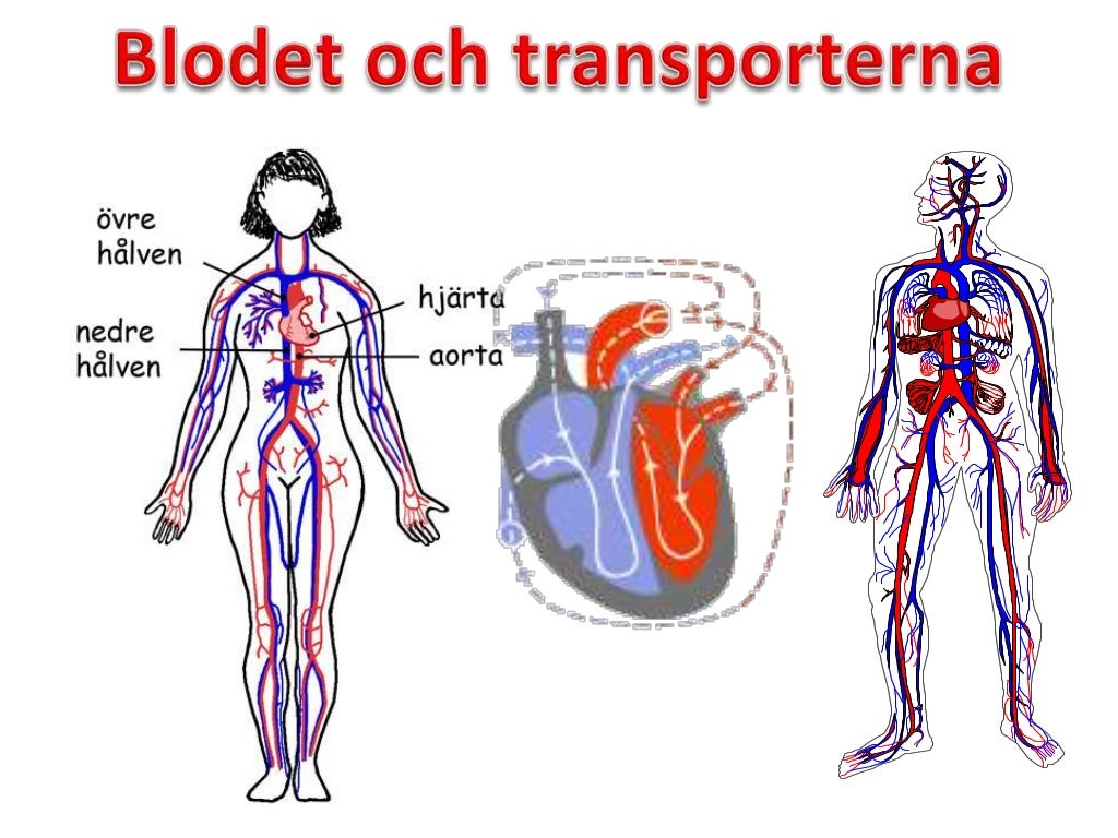 Blodomloppet detaljerad pp