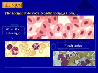 Bloed | PPS