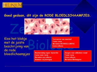 Bloed | PPT