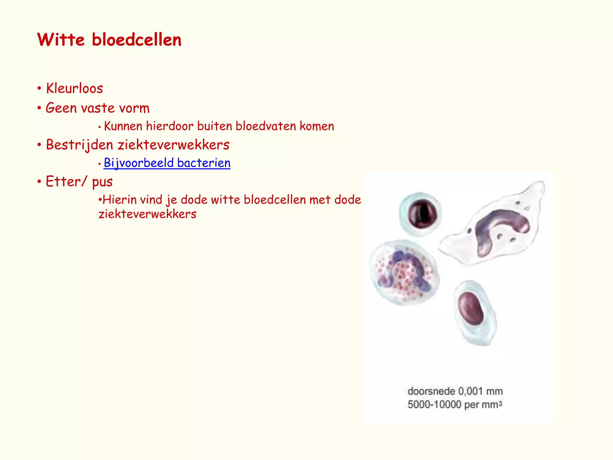 Bloed En Bloedsomloop | PPTX