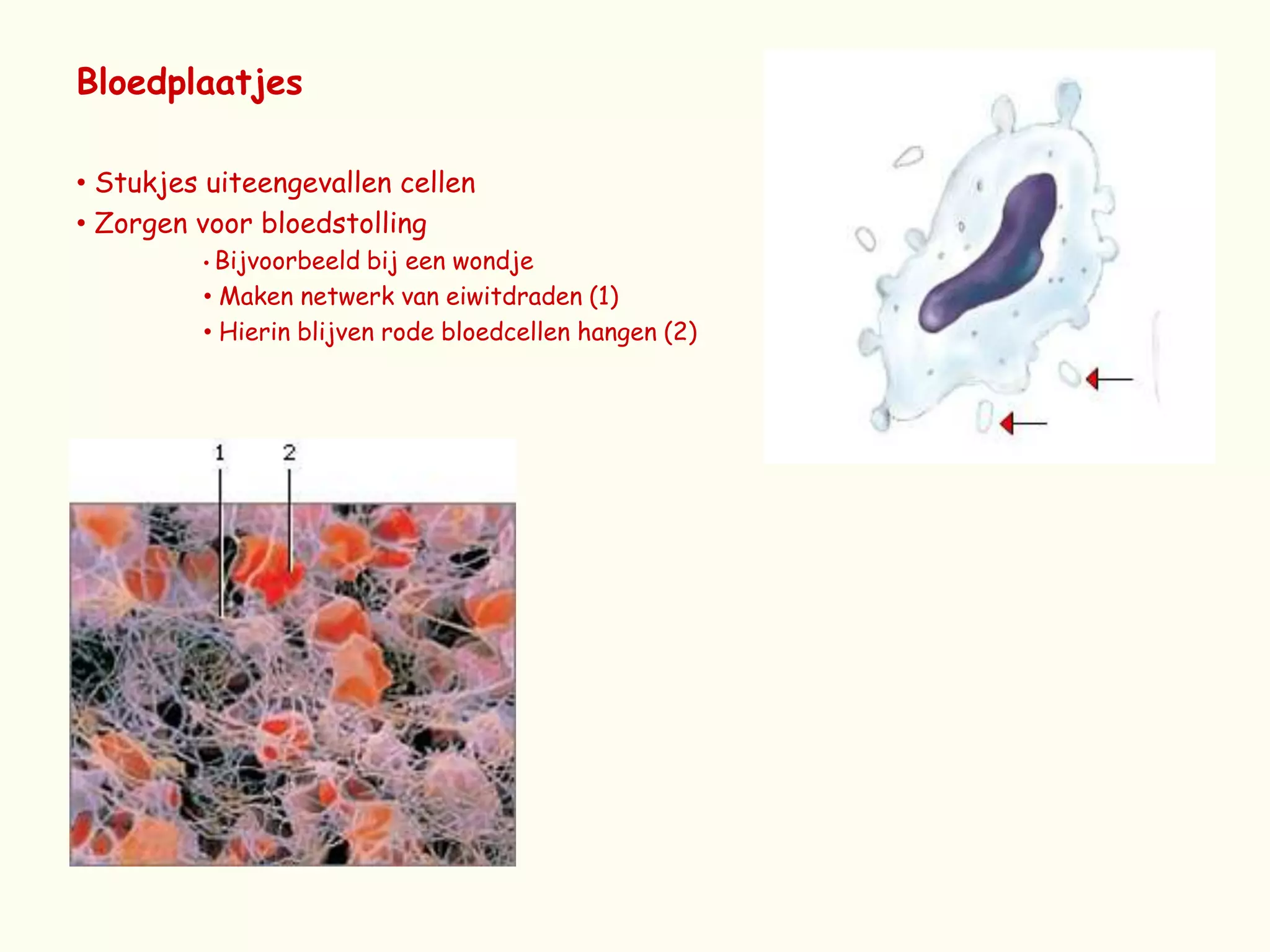 Bloed En Bloedsomloop | PPTX