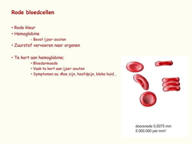 Bloed En Bloedsomloop | PPTX