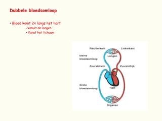 Bloed En Bloedsomloop | PPTX