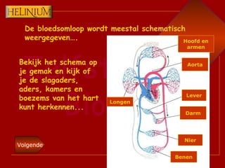 Bloedsomloop | PPS