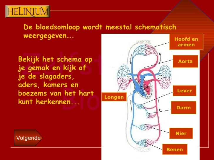 Bloedsomloop Kleurplaat