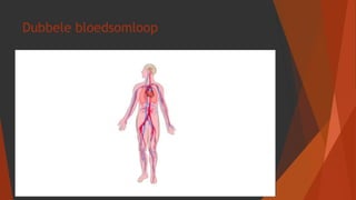 Bloedsomloop versie 1.0 | PPT
