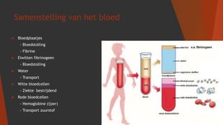 Bloedsomloop versie 1.0 | PPT