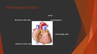 Bloedsomloop versie 1.0 | PPT