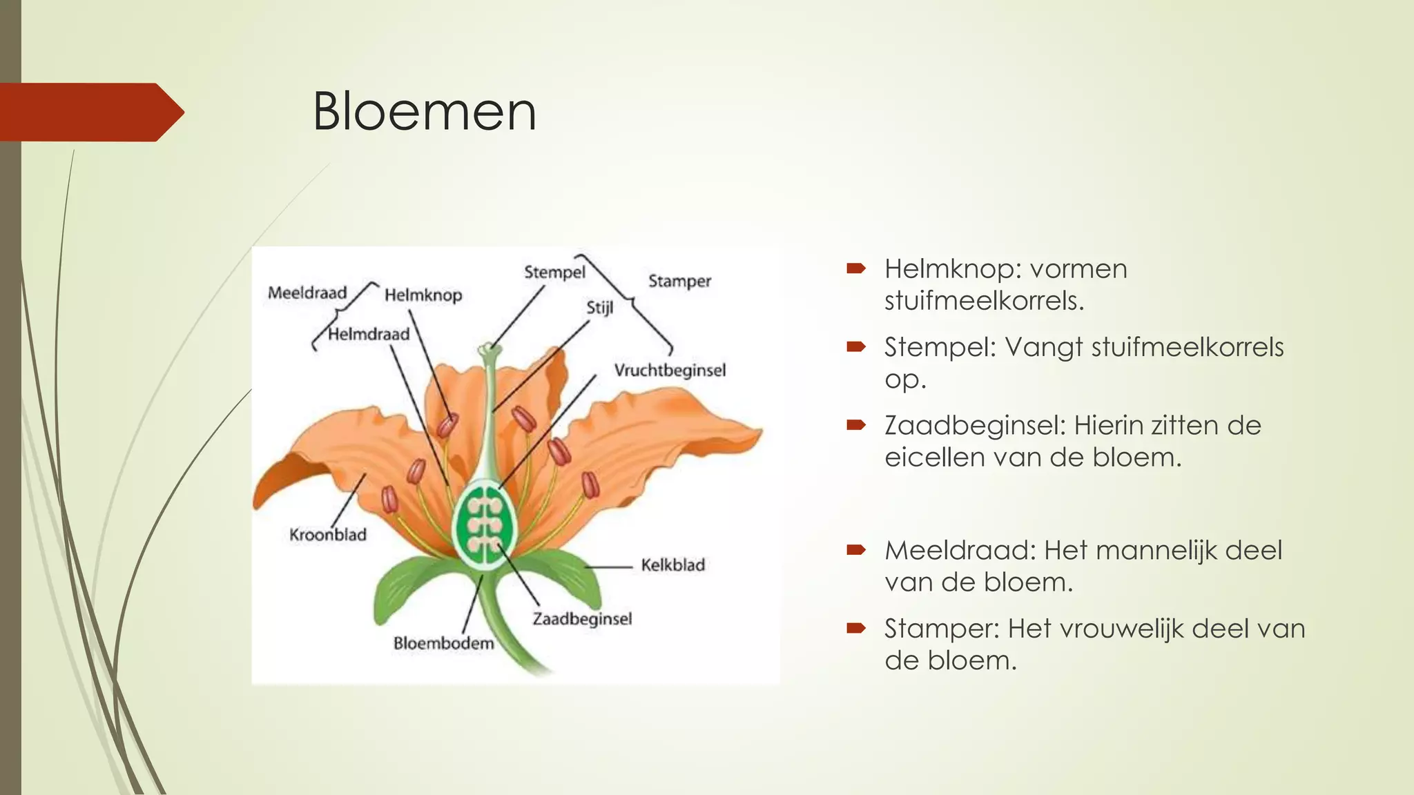 Bloemen bestuiving bevruchting | PPTX | Beekeeping | Hobbies & Interests