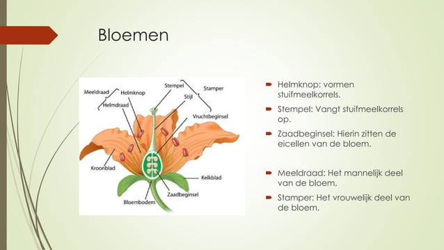 Bloemen bestuiving bevruchting | PPTX | Beekeeping | Hobbies & Interests