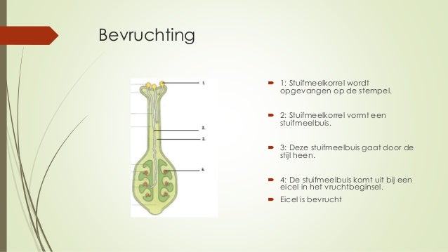 Bloemen bestuiving bevruchting