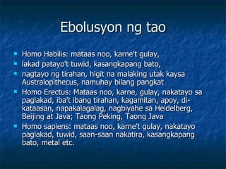 Ebolusyon ng Tao, Ebolusyon ng kulturang tao at Pag usbong ng mga ...