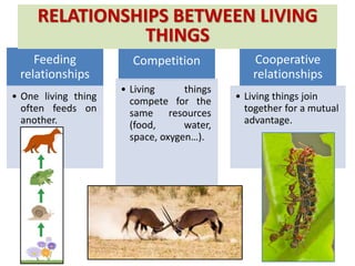 Ecosystems - Natural Science | PPTX