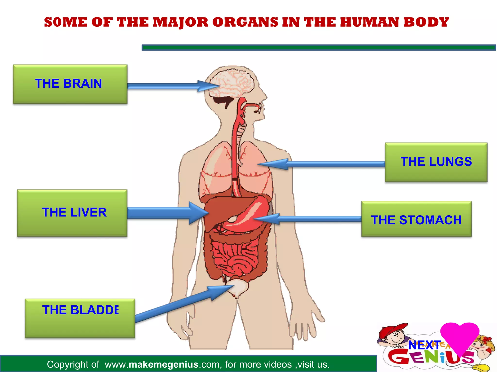 MAJOR ORGANS IN HUMAN BODY | PPT