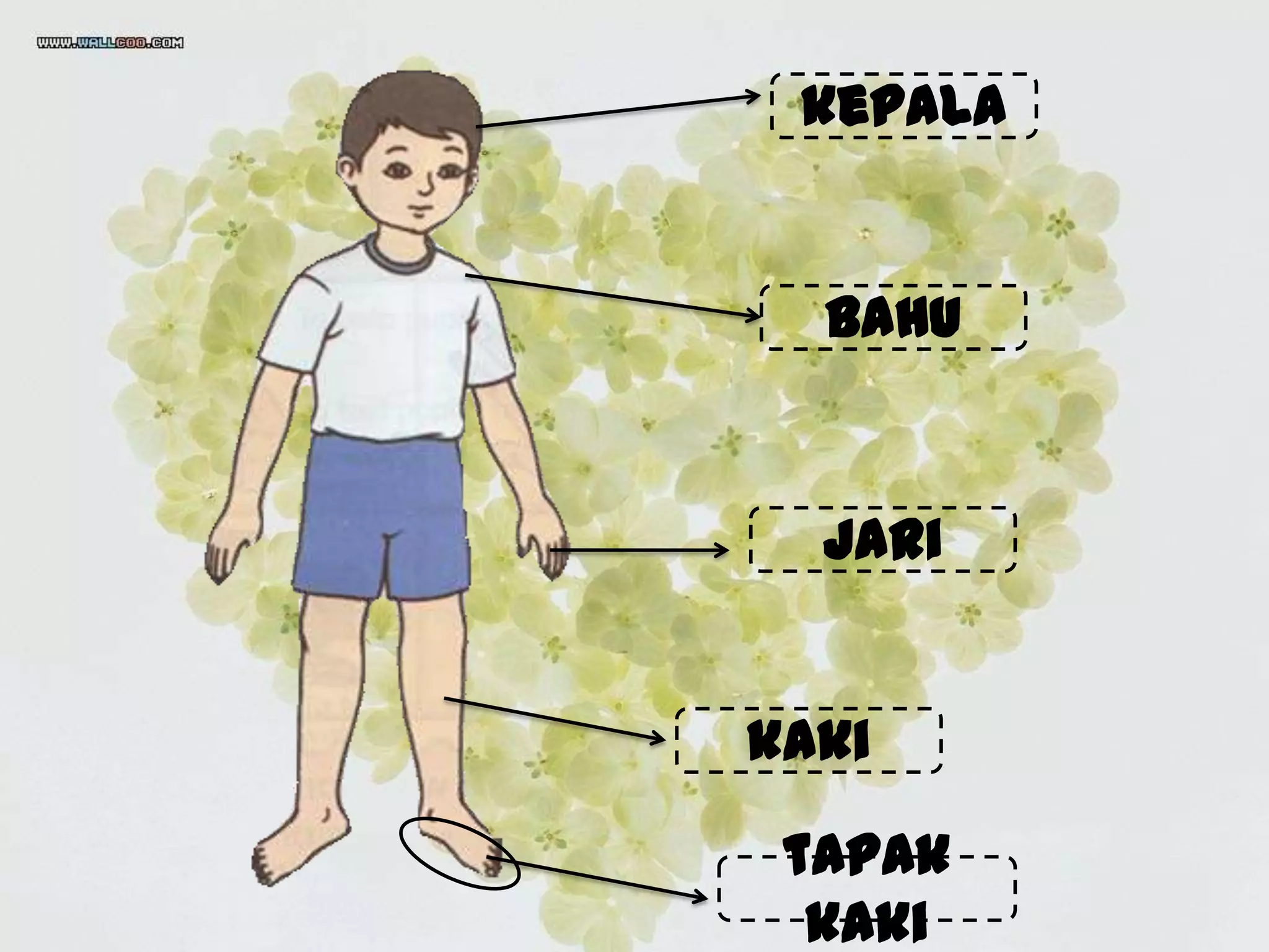Bahagian badan & pancaindera | PPTX