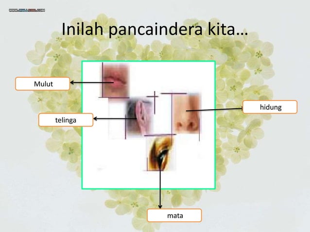 Bahagian badan & pancaindera | PPTX