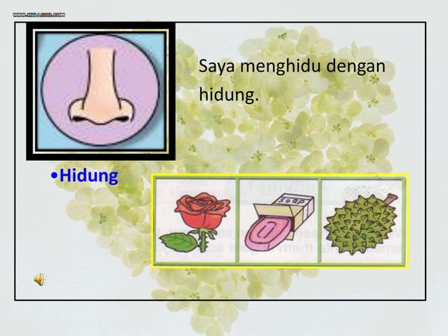 Bahagian badan & pancaindera | PPTX