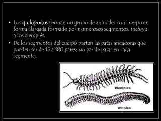 Blog clase chilopoda | PPTX
