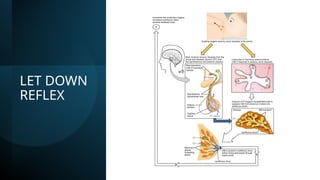 Lacation Patophysiology, fisiologi menyusui | PPTX