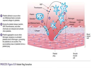 BLOOD-1.pptx