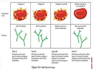 BLOOD-1.pptx