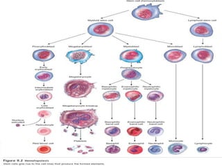 BLOOD-1.pptx