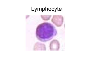 Blood | PPT