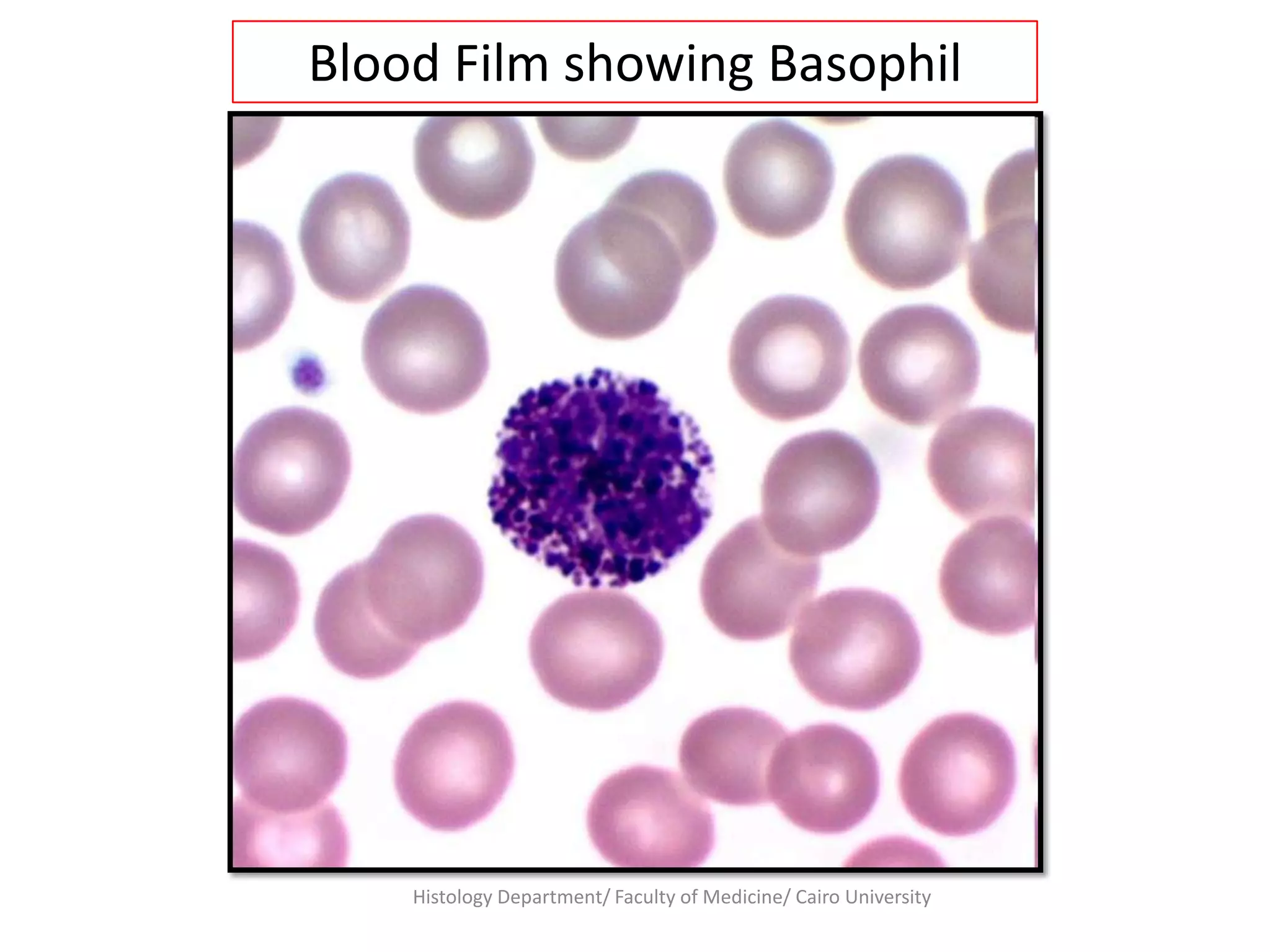 Blood - Prac. Histology | PPTX