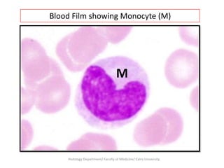 Blood - Prac. Histology | PPTX