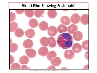 Eosinophil Histology
