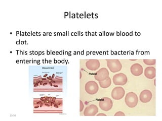 Blood GCSE | PPTX