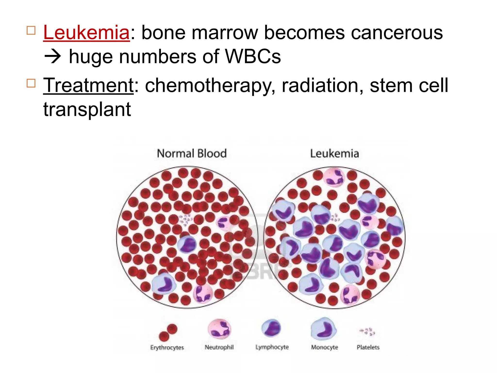Anatomy & Physiology Lecture Notes - Blood | PPT