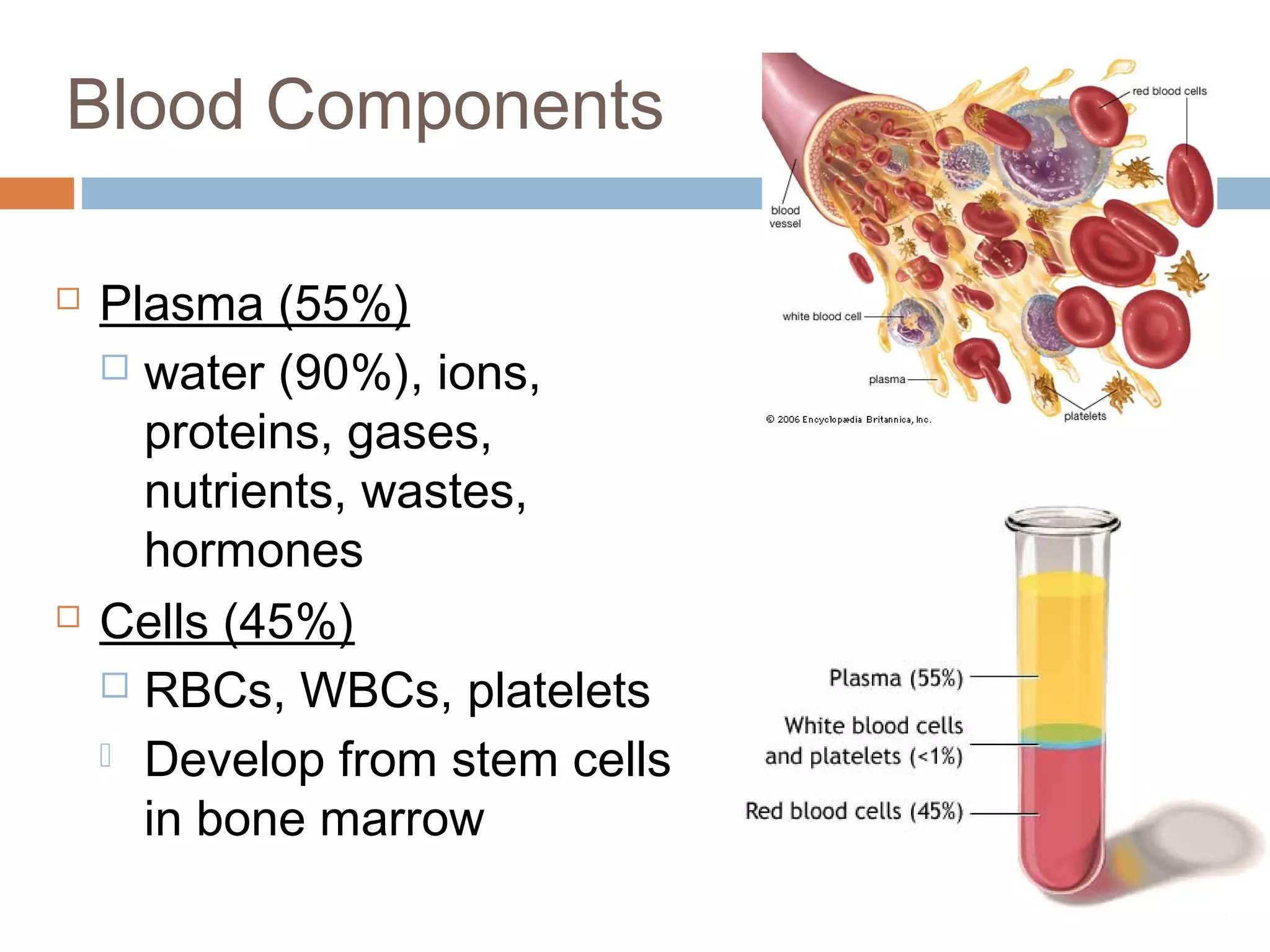 Anatomy & Physiology Lecture Notes - Blood | PPT
